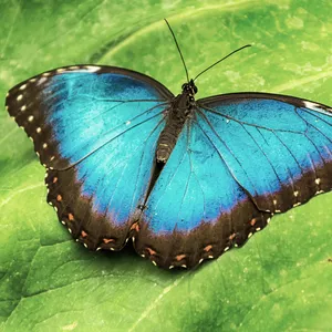 Mariposa Blue Morpho archivo digital descargable - Elena Maria Sanc...