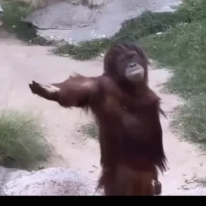 pack monitos - kevin escobar | Hotmart