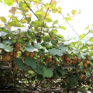 Cómo plantar kiwis - paso a paso - Eduardo martin perez | Hotmart