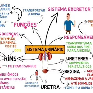 MAPA MENTAL - SISTEMA URINÁRIO - Com Ciência | Hotmart
