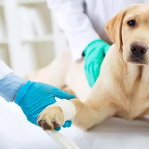 TECNICAS OPERATORIAS DEL BAZO EN PERROS - yohana ortiz | Hotmart