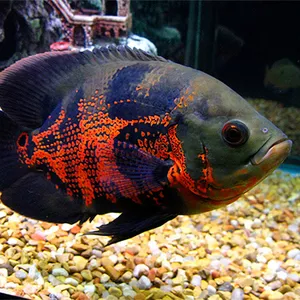 Renda no Aquarismo Oscar - Fish Company Center | Hotmart