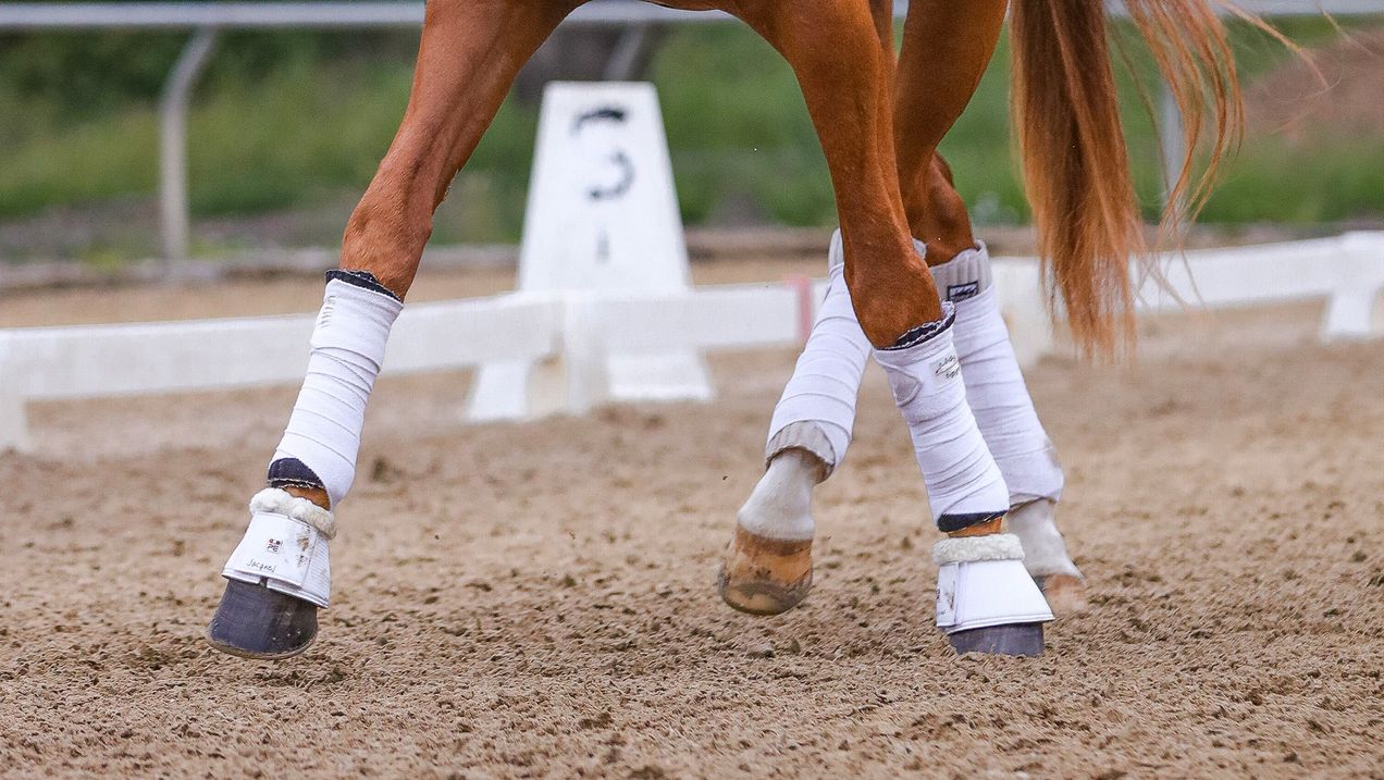 Amelia's Dressage Academy (The Dressage Academy Inc.)