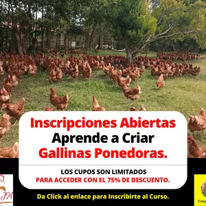 Aprende a Criar Gallinas Ponedoras, Paso a Paso.🐤🐓🐔 - Jessica García Quintero | Hotmart