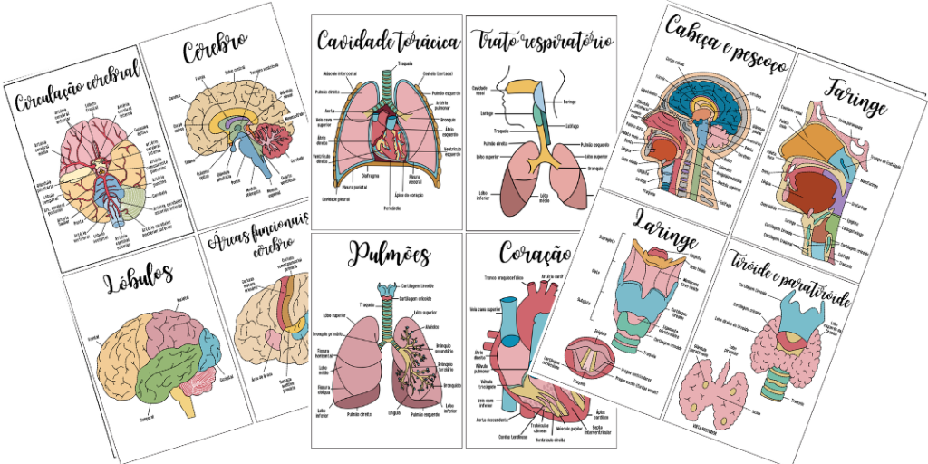 RESUMO EM FLASHCARDS DE TODOS OS OSSOS - ANATOMIA DESENHADA